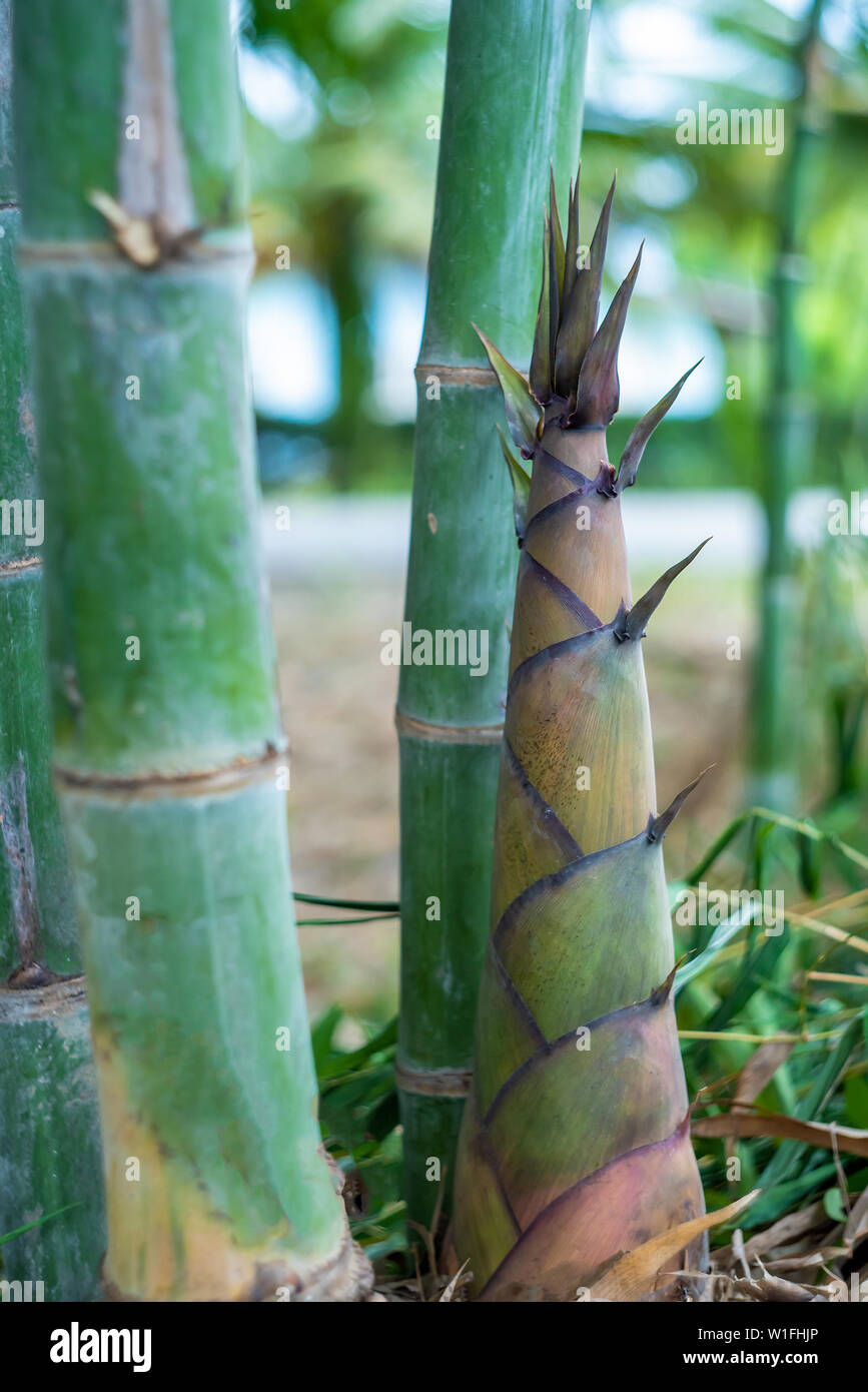 Bamboo shoot garden hi-res stock photography and images - Alamy
