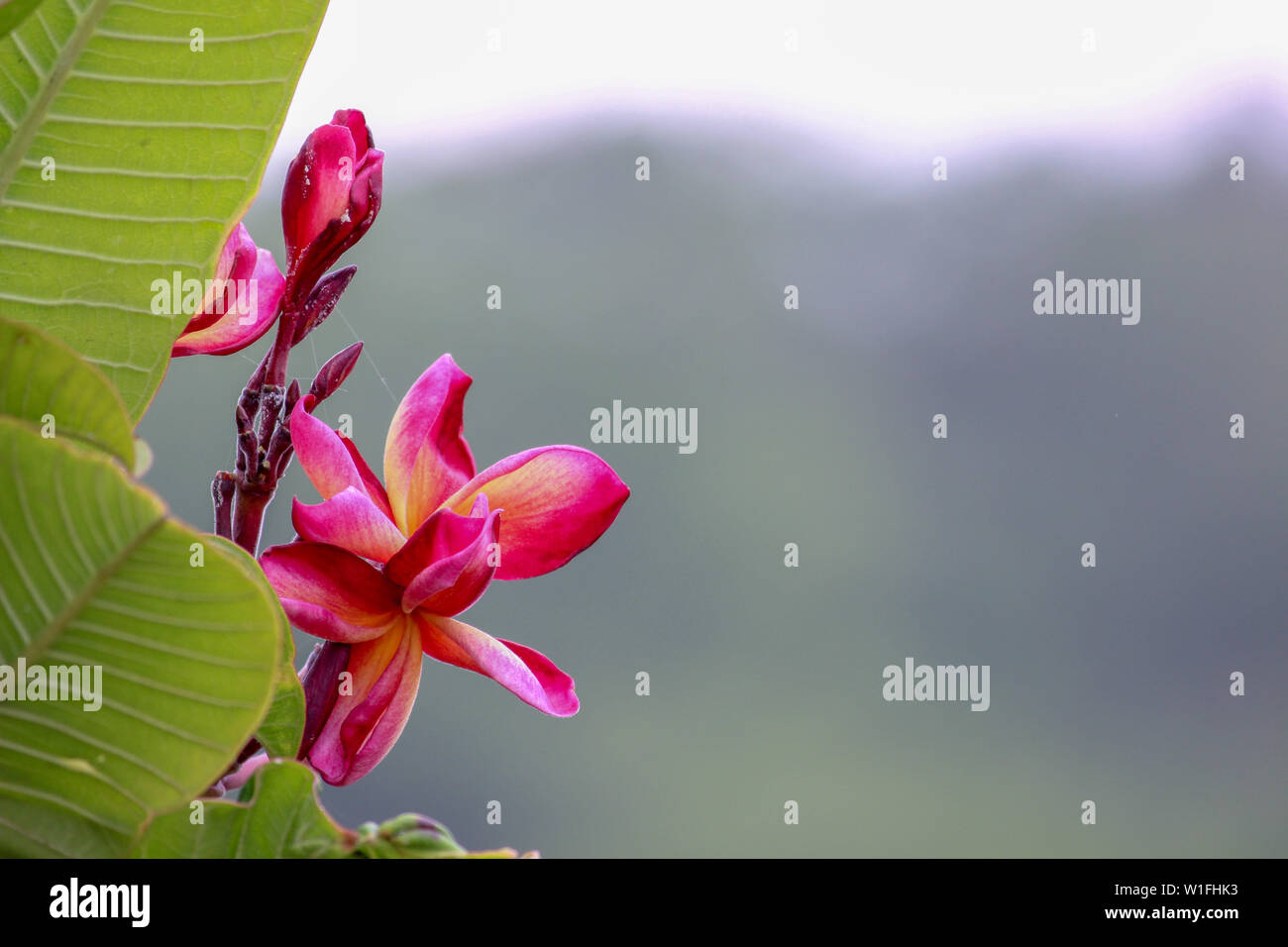 RED COLOUR FRANGIPANI FLOWERS Stock Photo - Alamy