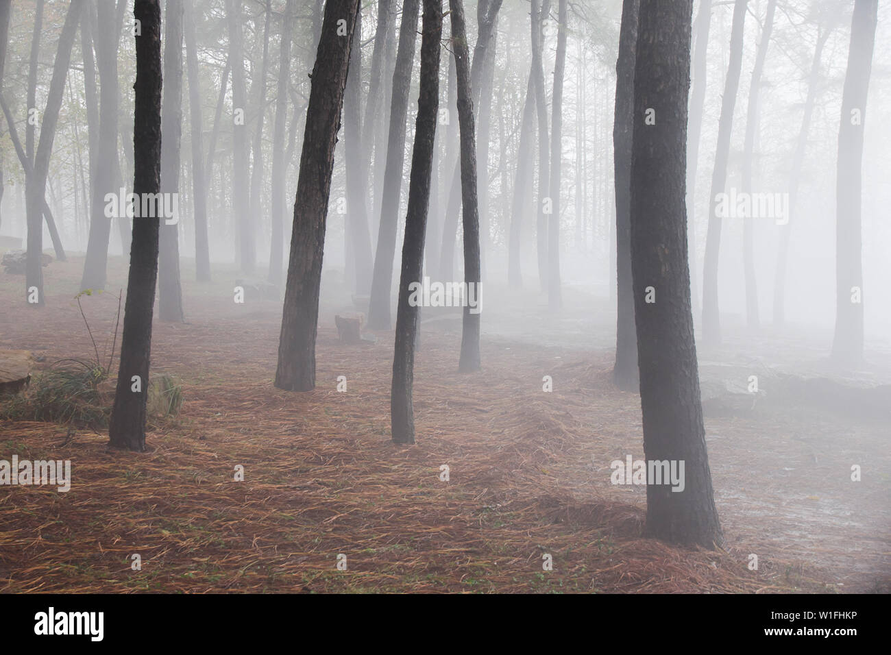 Mist wood hi-res stock photography and images - Alamy