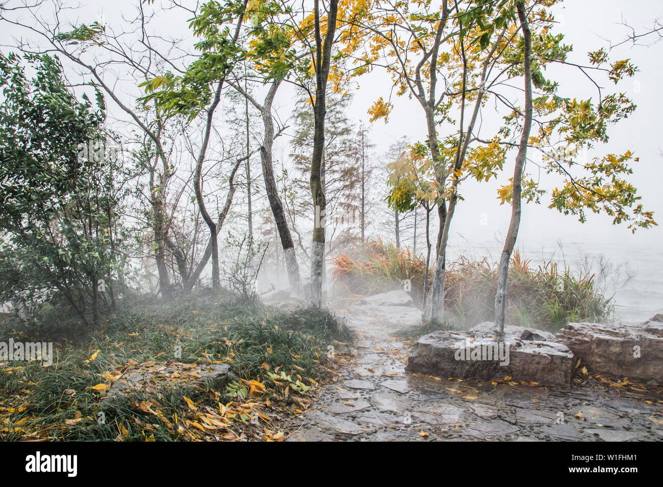 environment leaf landscape wood fall Stock Photo - Alamy