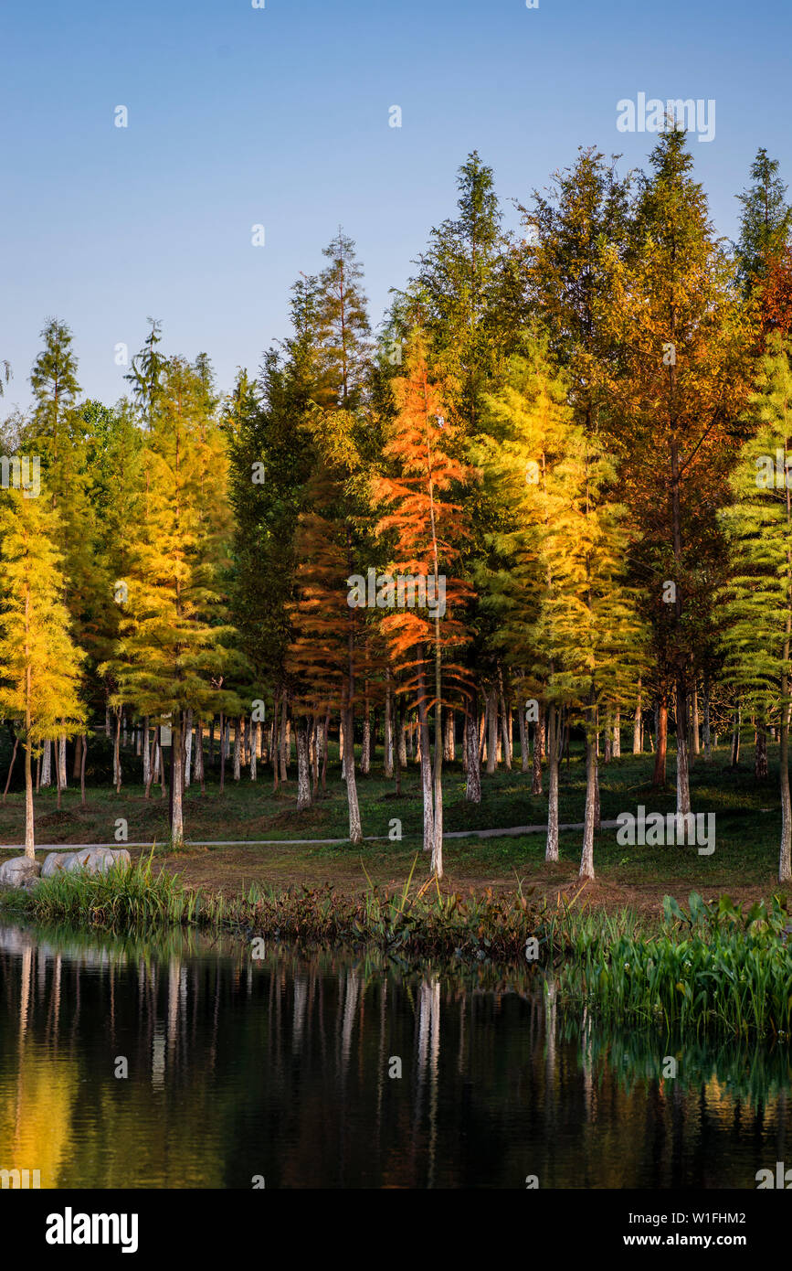 outdoors nature tree fall water Stock Photo - Alamy