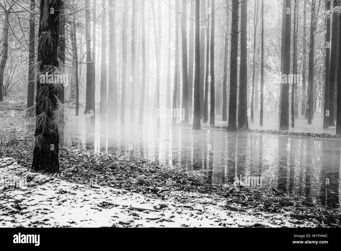 Nature of wood Black and White Stock Photos & Images - Alamy