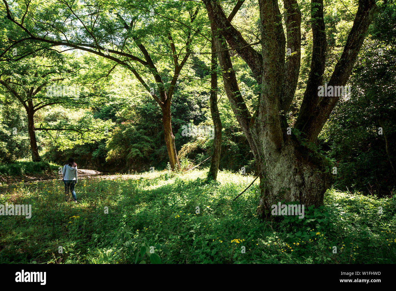 leaf environment landscape tree wood Stock Photo - Alamy