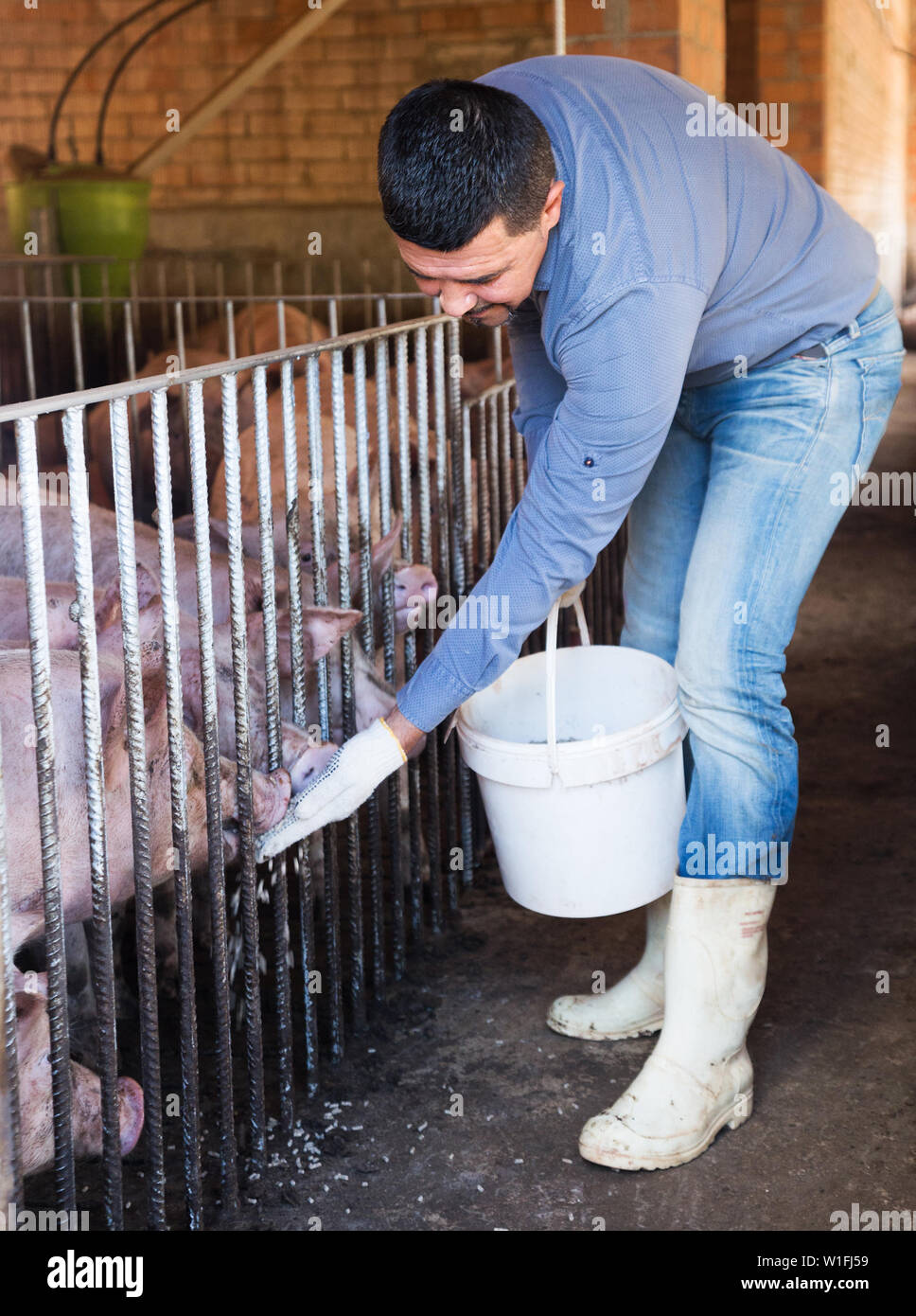 Pig in bucket hi-res stock photography and images - Alamy