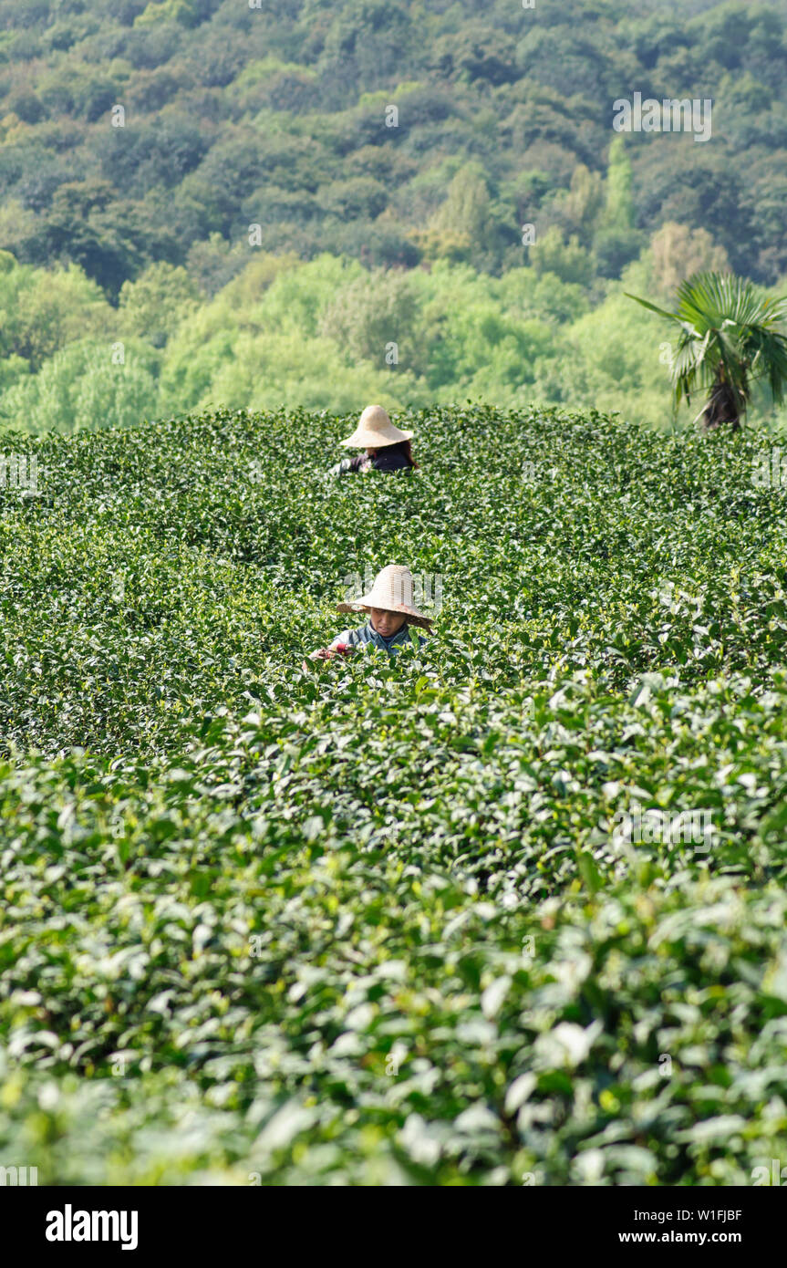Here is the TOP CLASS West Lake Dragon Well Tea's Garden. The tea ...