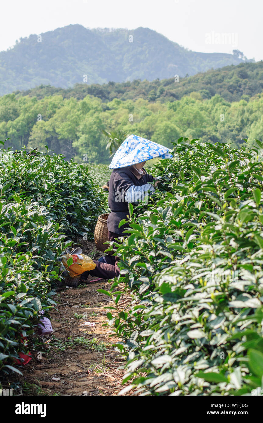 Here is the TOP CLASS West Lake Dragon Well Tea's Garden. The tea ...