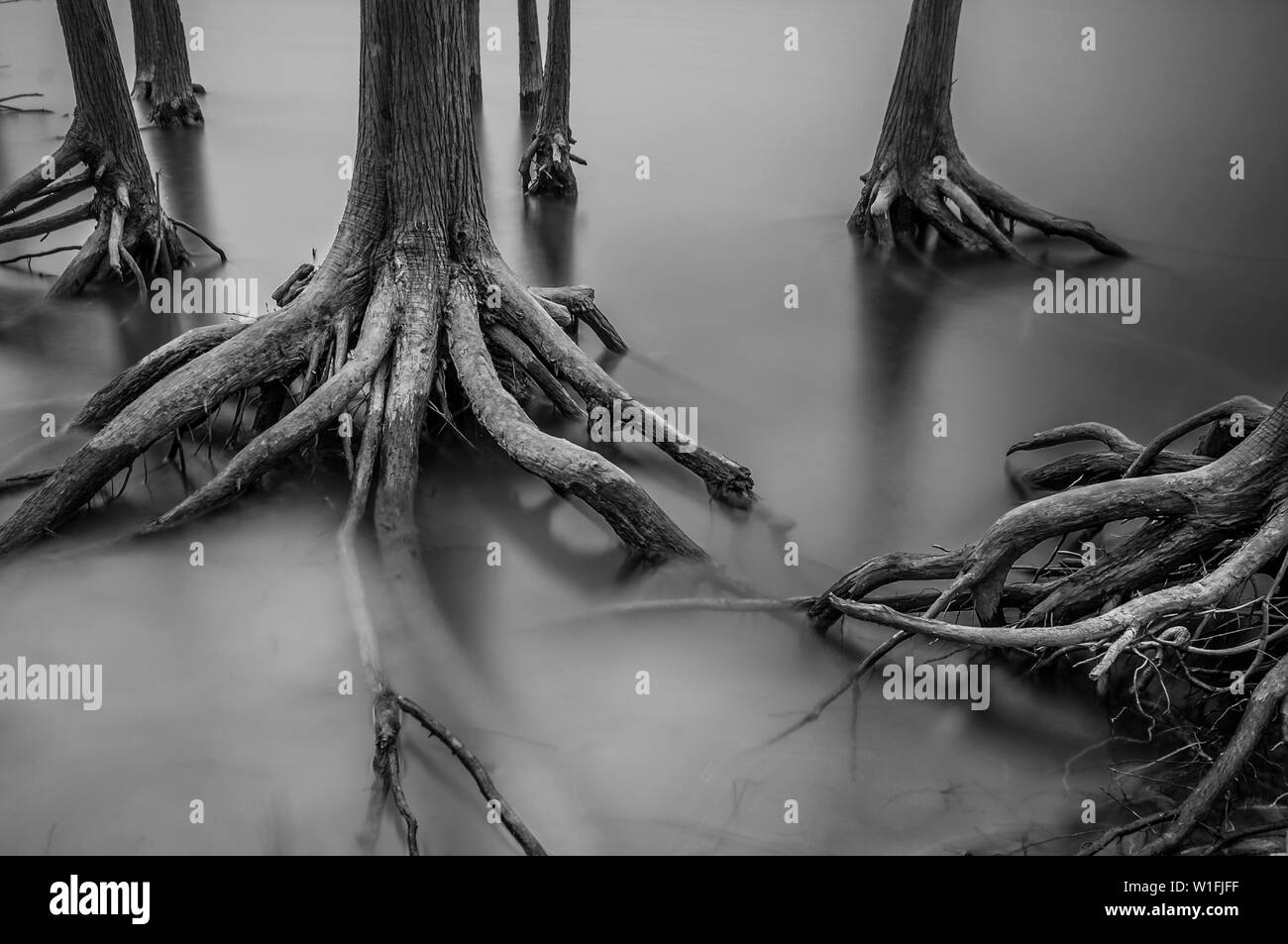 Monochrome Tree High Resolution Stock Photography and Images - Alamy