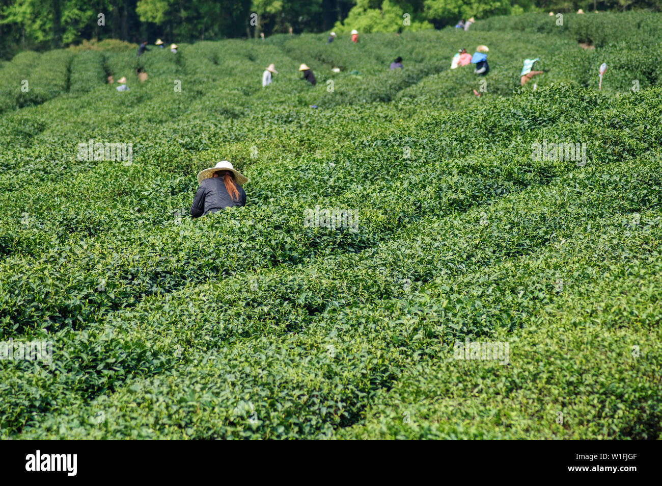 Here is the TOP CLASS West Lake Dragon Well Tea's Garden. The tea ...