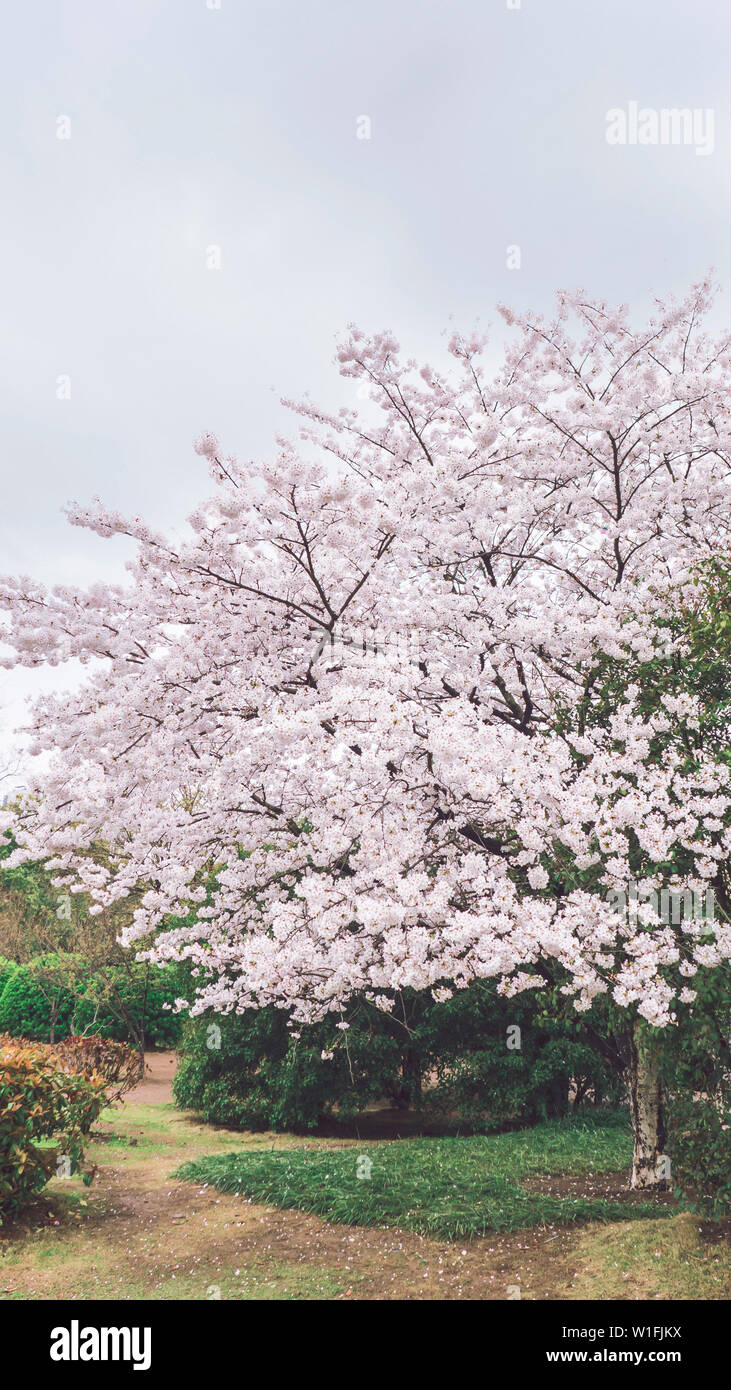 nature garden tree leaf landscape Stock Photo - Alamy