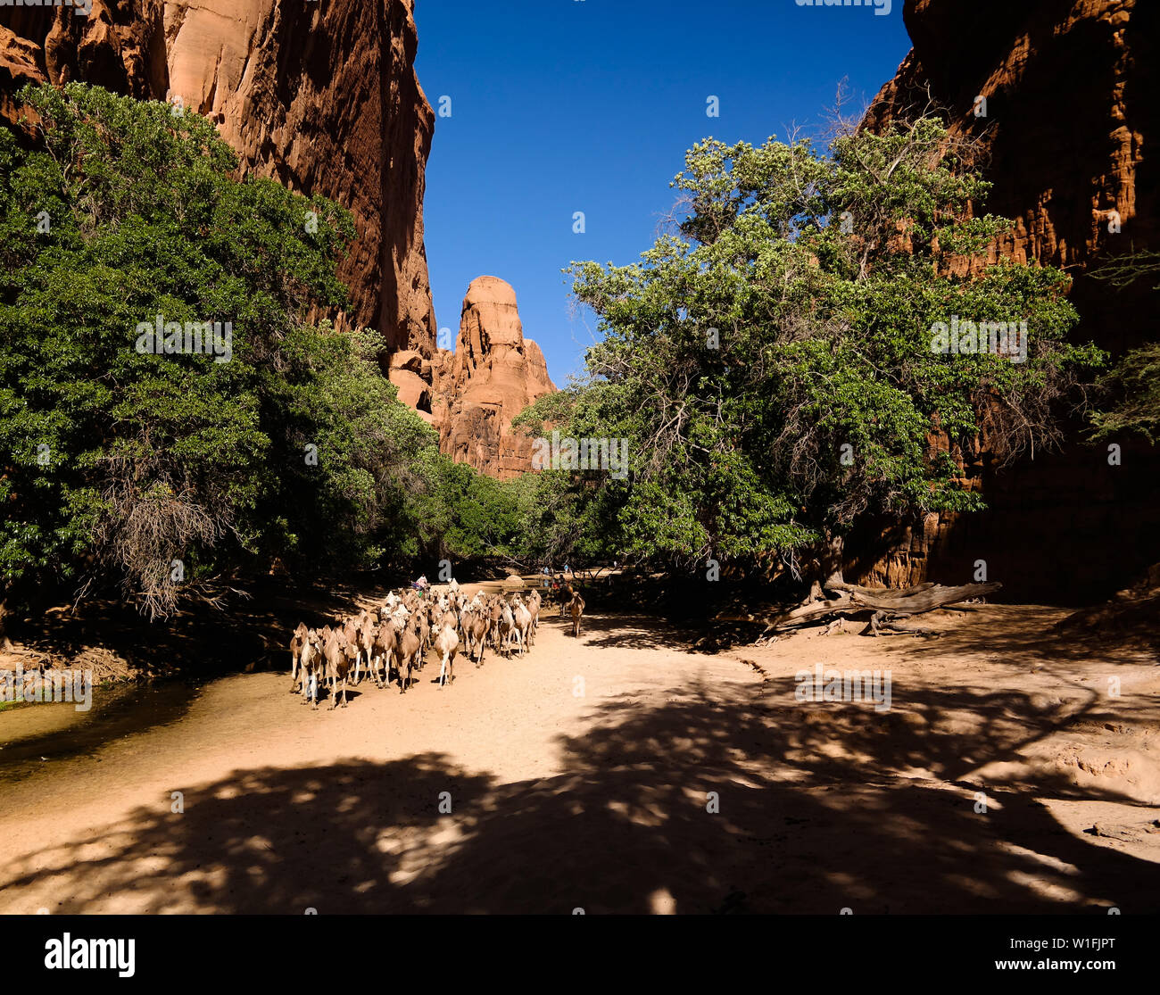 Portrait of drinking camels in canyon aka guelta Bashikele in East ...