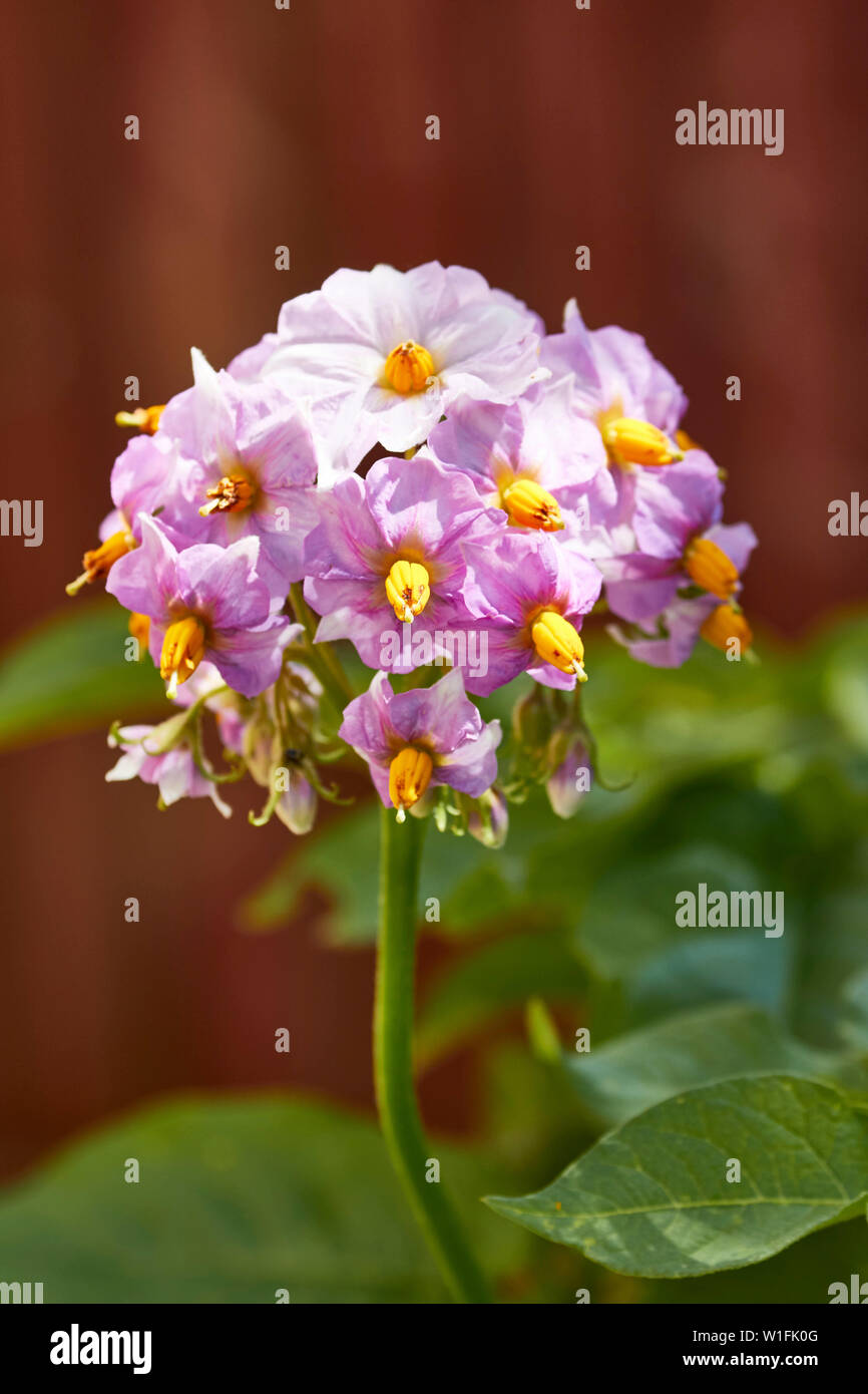 World's largest potato hi-res stock photography and images - Alamy