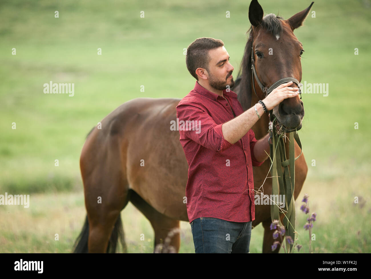 Brown riding horse in field with flowers hi-res stock photography and ...