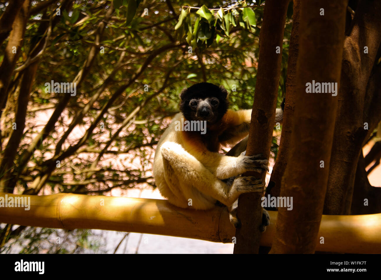 Portrait of the Coquerel's sifaka aka Propithecus coquereli at Lemurs ...