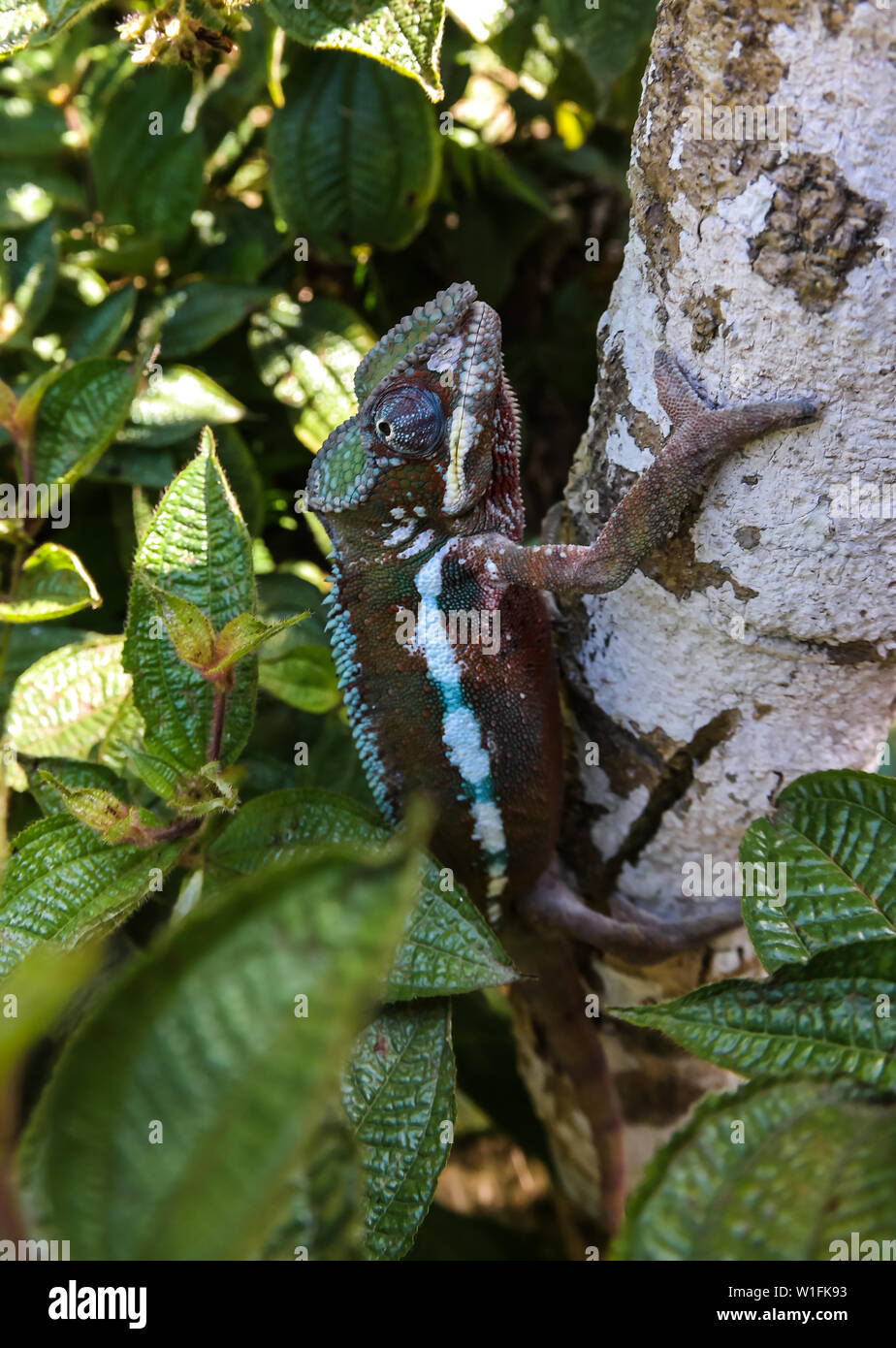 Calumma furcifer hi-res stock photography and images - Alamy