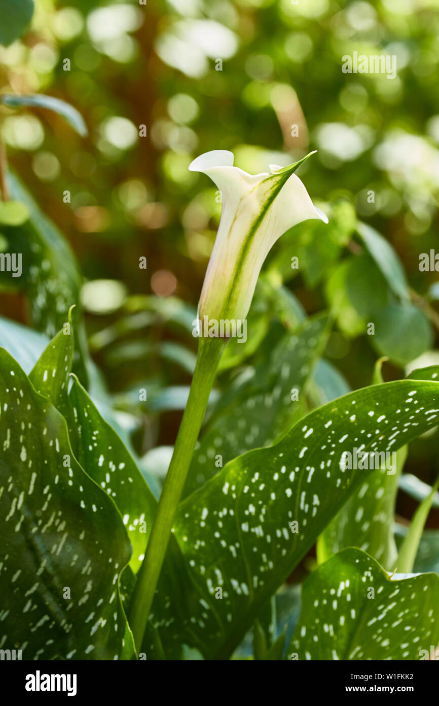 Calla Lily flowering in an urban garden as an ornamental feature Stock ...