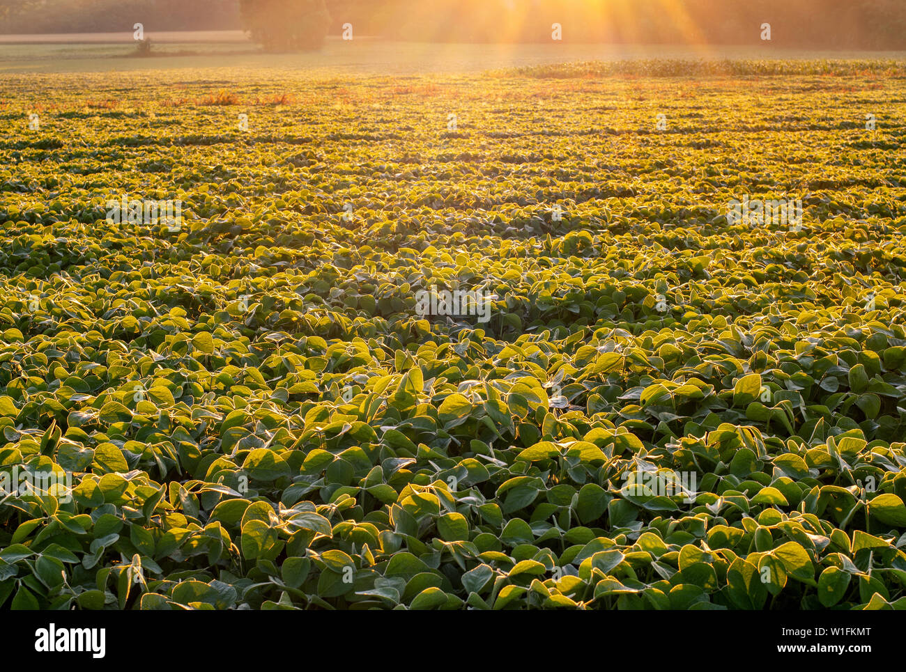 Soil soy bean farming hi-res stock photography and images - Alamy