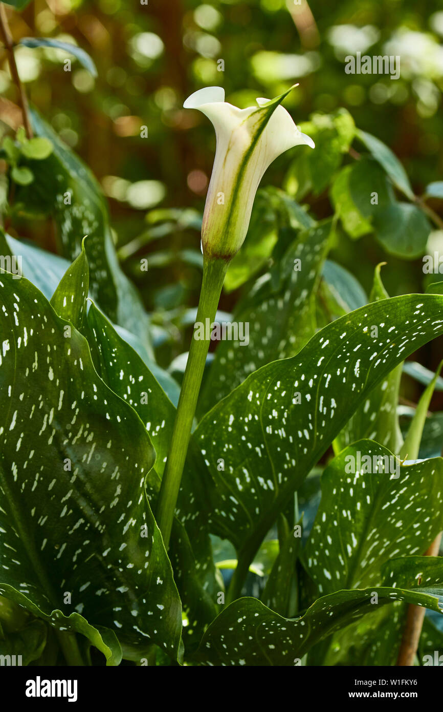 Calla Lily flowering in an urban garden as an ornamental feature Stock ...