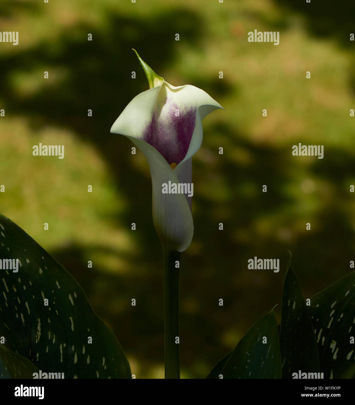 Calla Lily flowering in an urban garden as an ornamental feature Stock ...