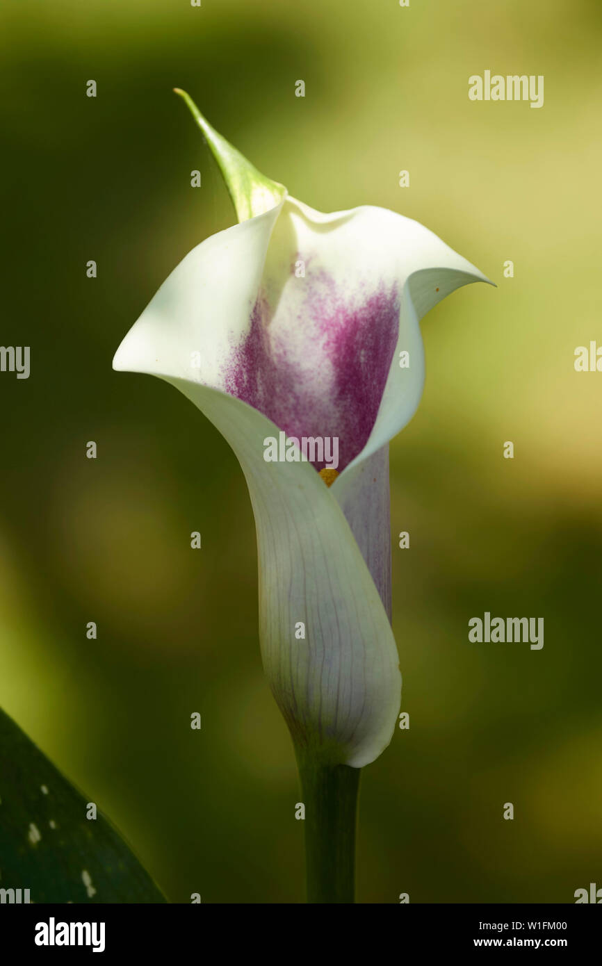 Calla Lily flowering in an urban garden as an ornamental feature Stock ...