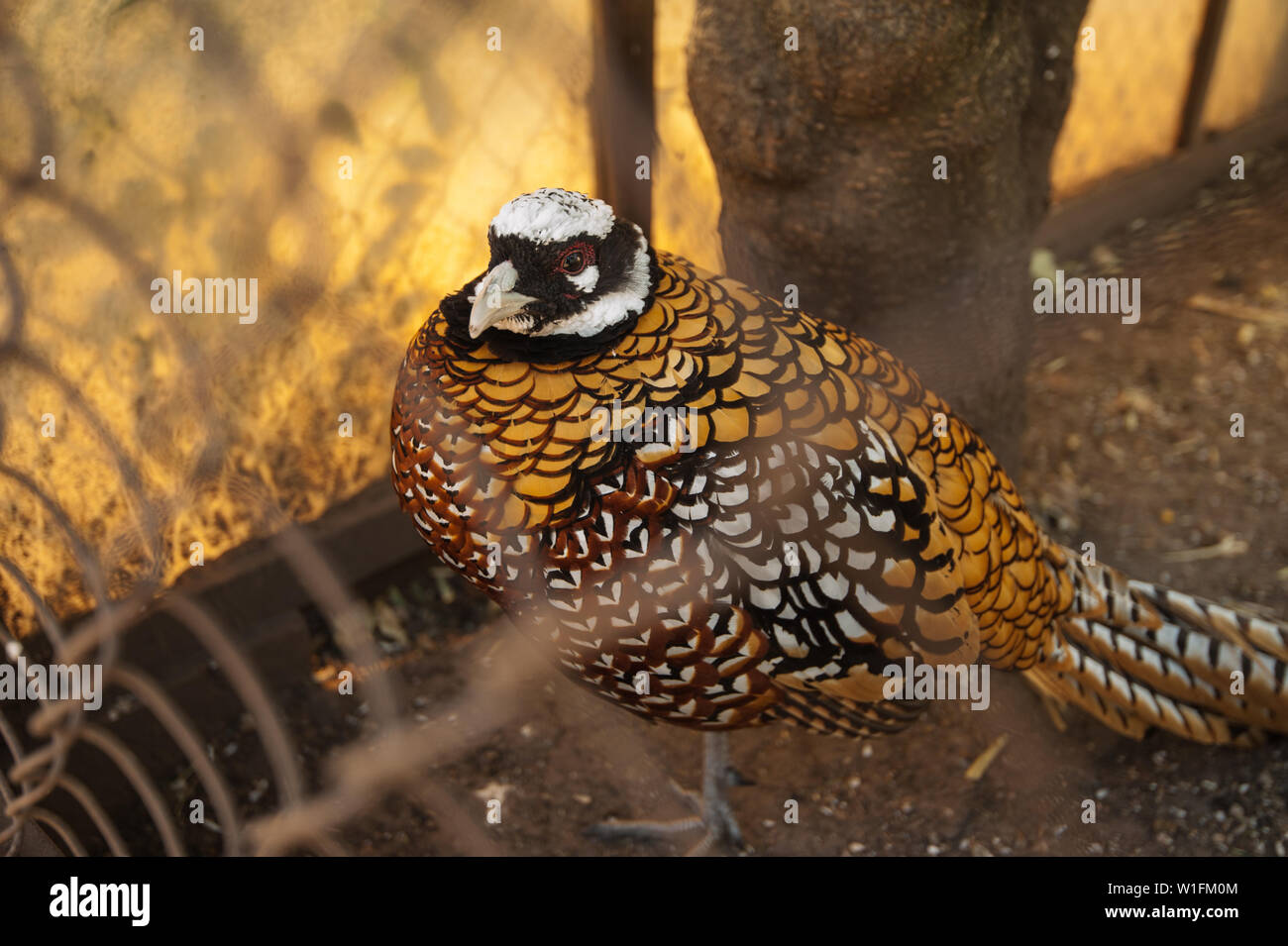 Big pheasant eye hi-res stock photography and images - Alamy