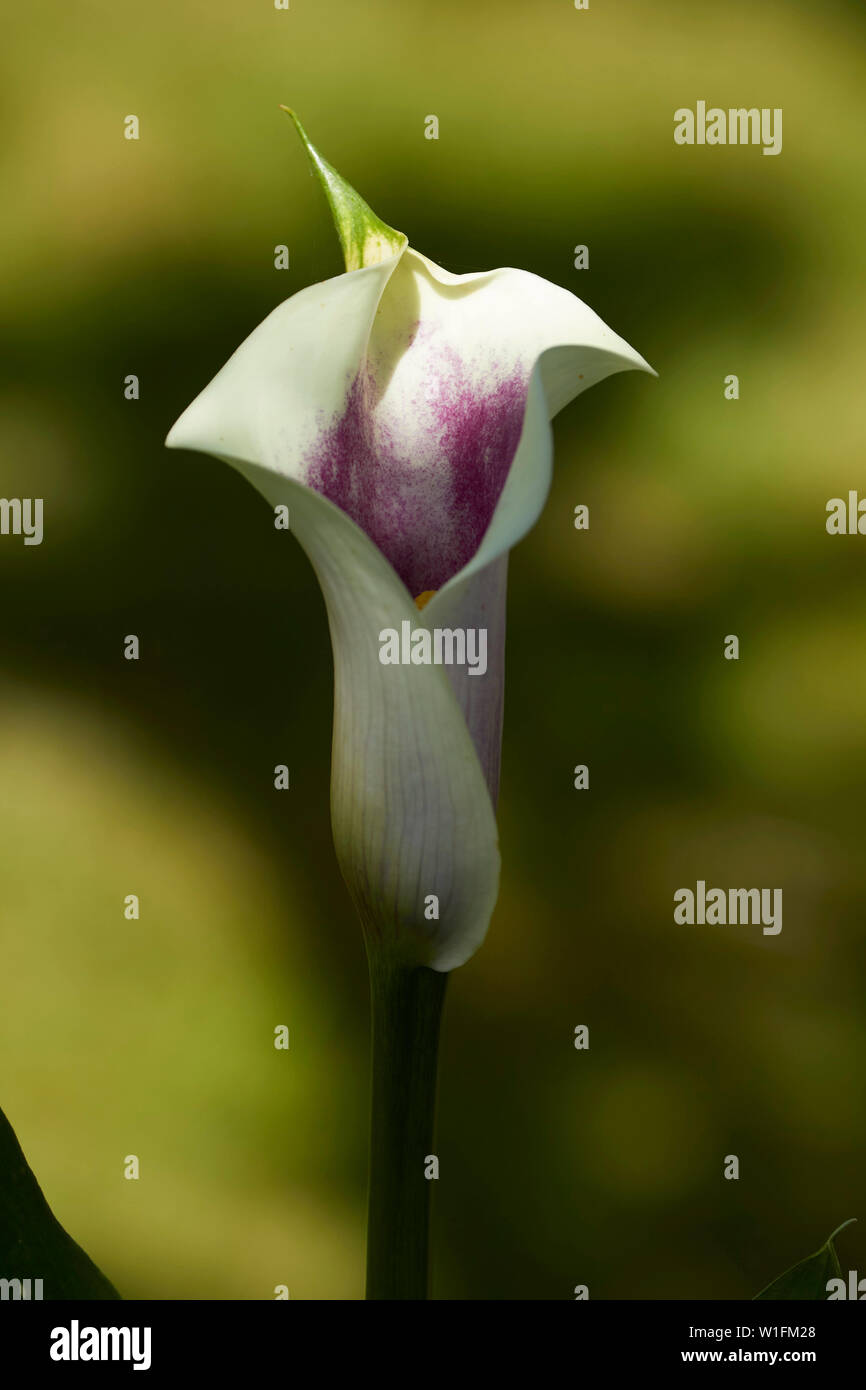 Calla Lily flowering in an urban garden as an ornamental feature Stock ...