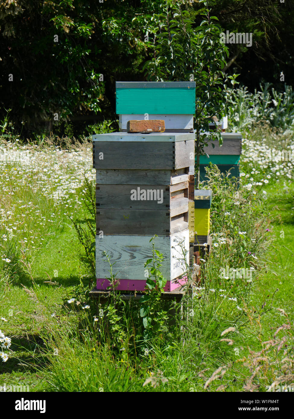 Beehive in Wild Flowers, South Stoke, Oxfordshire, England, UK, GB ...