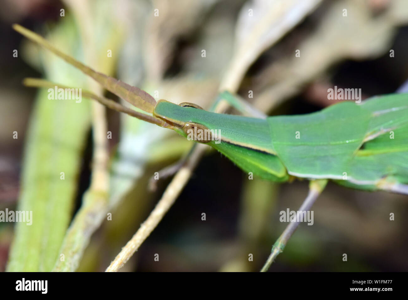 cone-headed grasshopper, nosed grasshopper, and Mediterranean slant ...