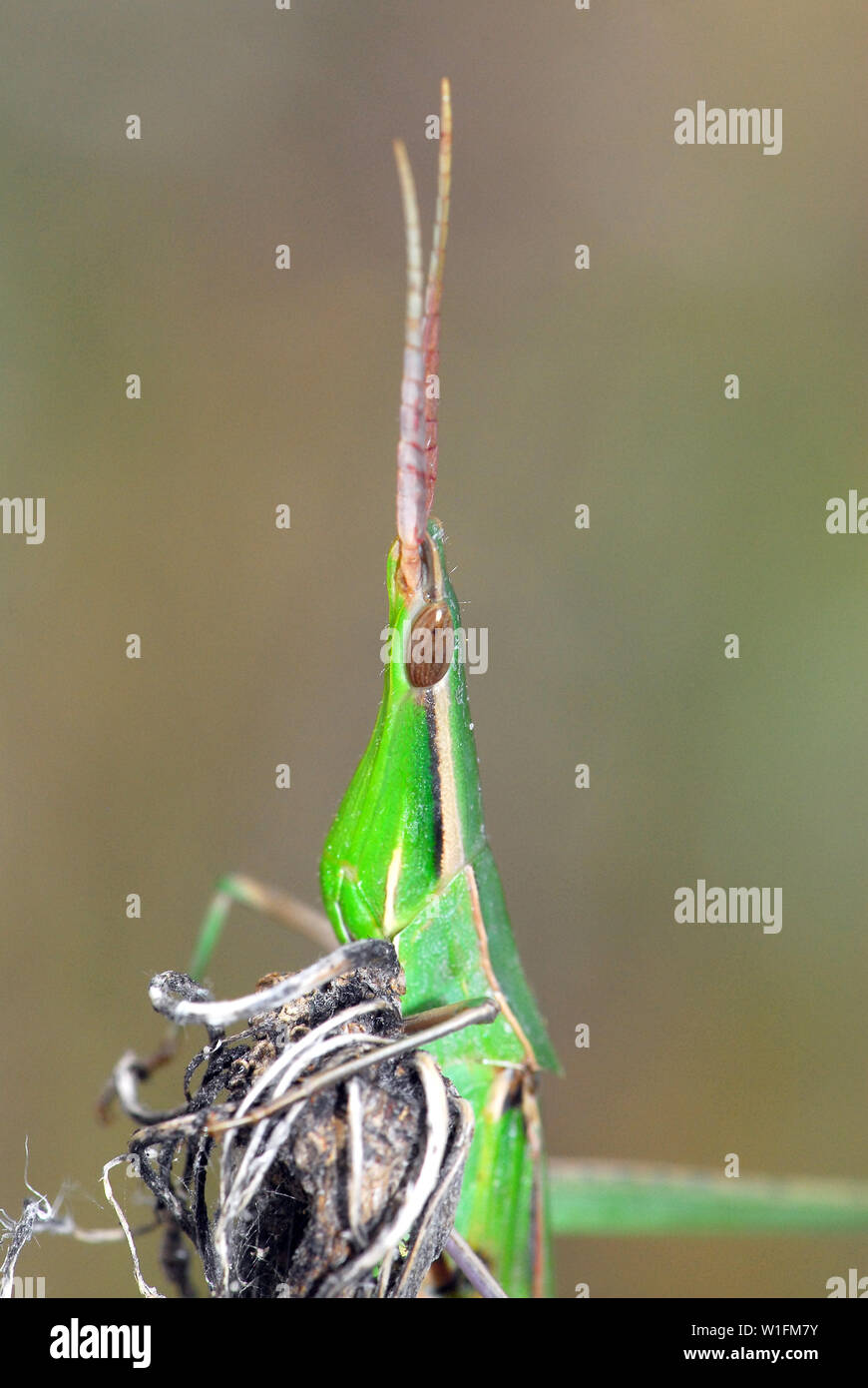cone-headed grasshopper, nosed grasshopper, and Mediterranean slant ...