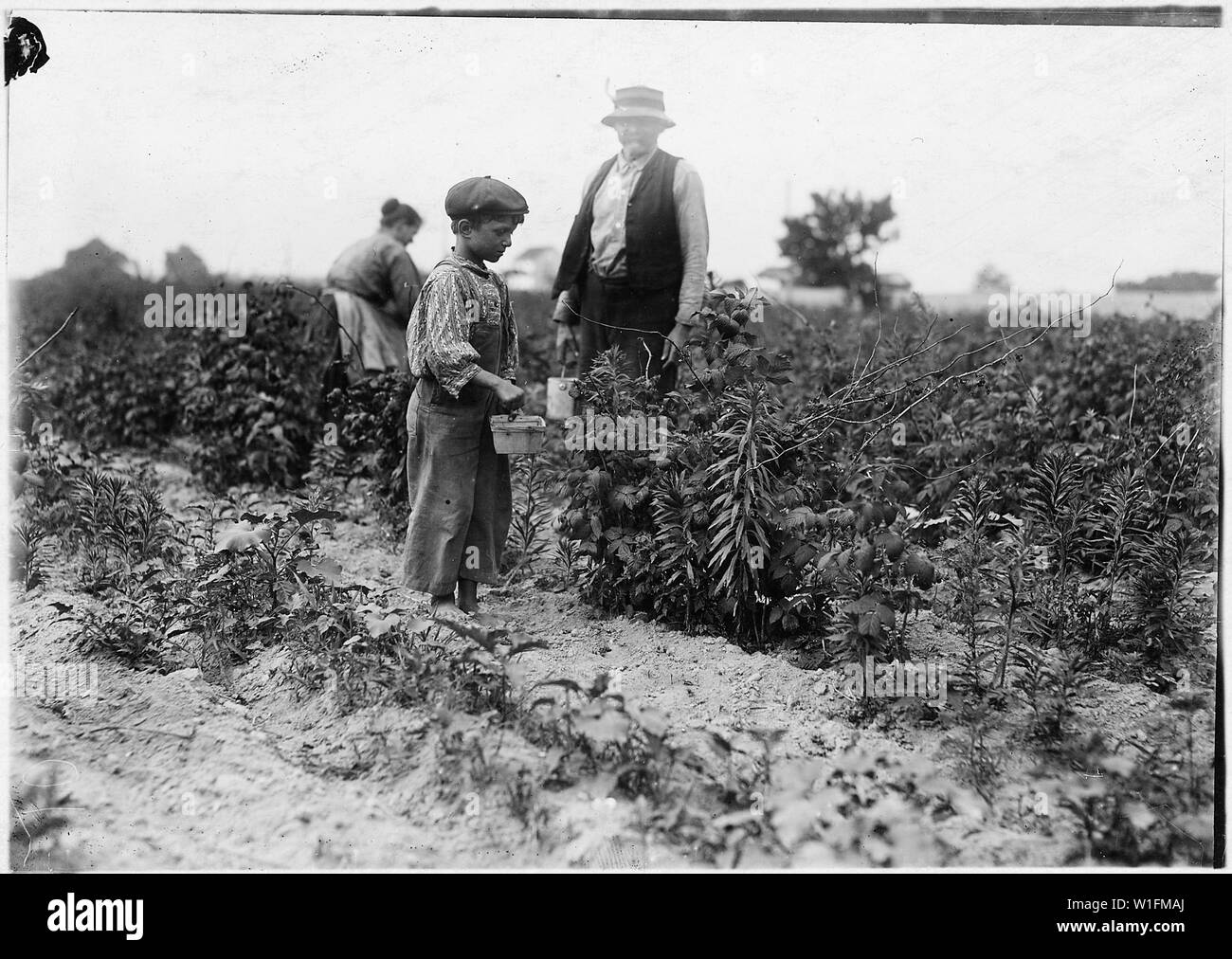 Johnnie Yellow, a young Polish berry picker on Bottomley Farm. Says he ...