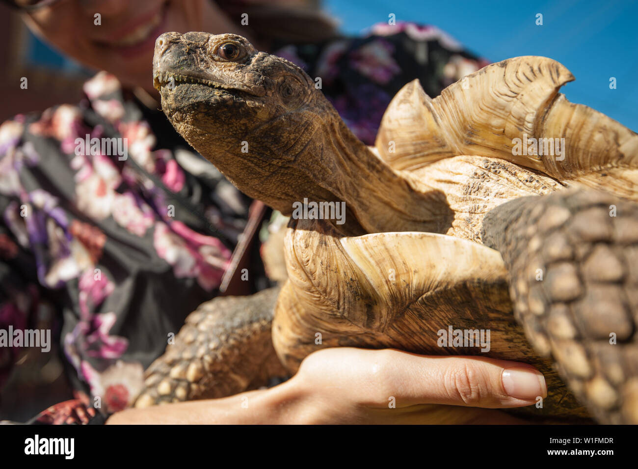Turtle in hands hi-res stock photography and images - Alamy