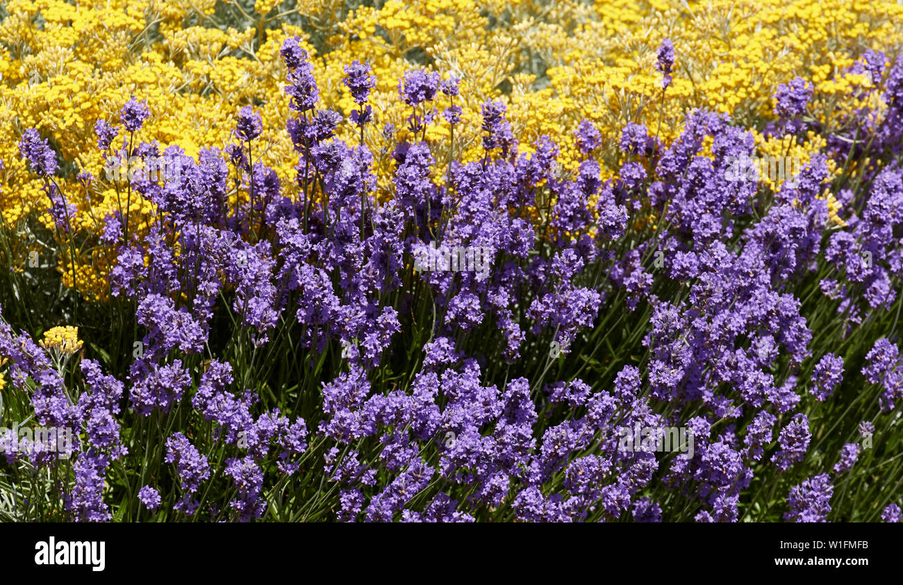 Curry plant and lavender flowering in a urban garden in summer, London ...