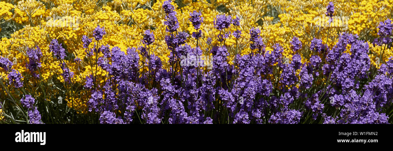 Curry plant and lavender flowering in a urban garden in summer, London ...