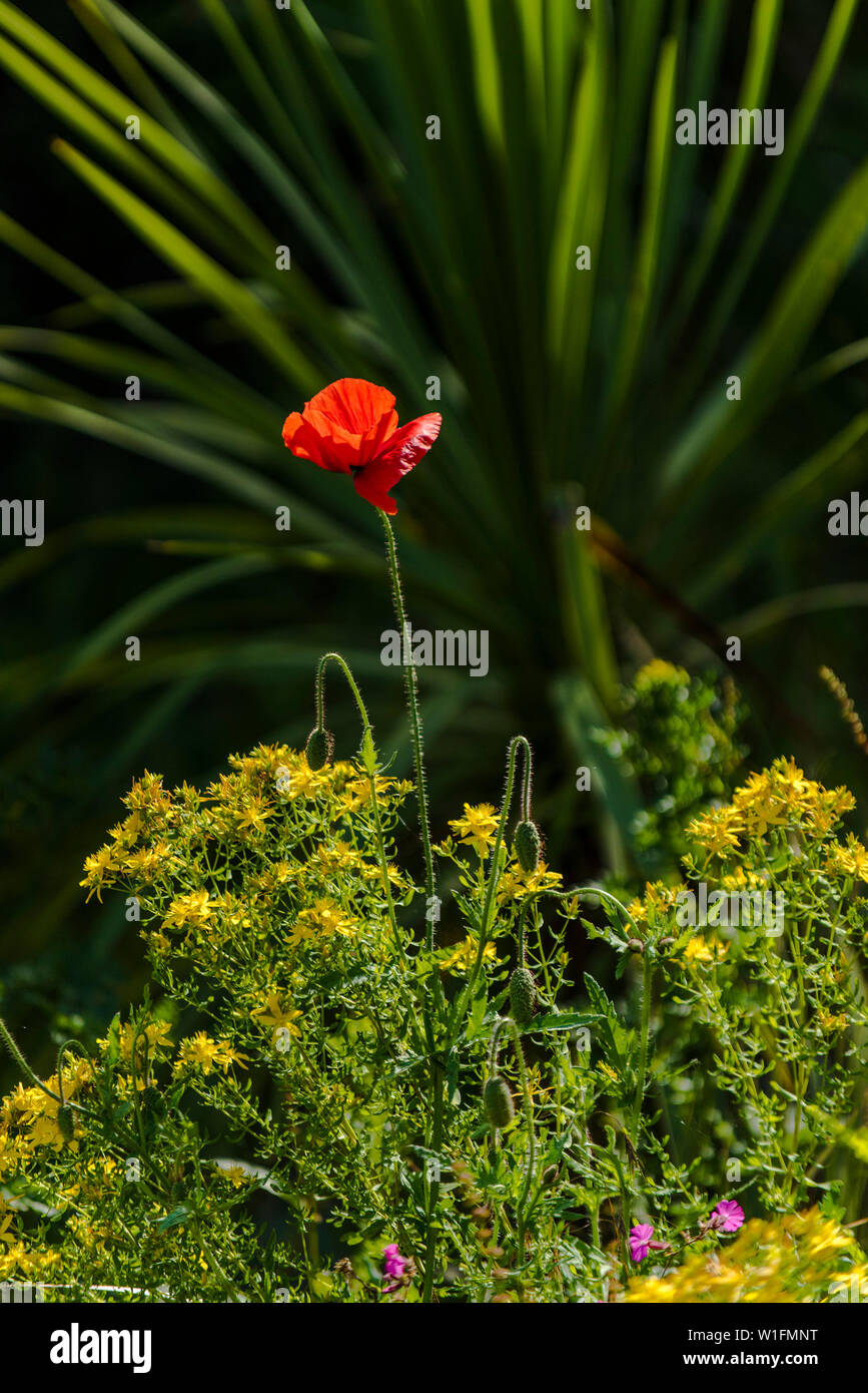 Agricultural weed hi-res stock photography and images - Alamy