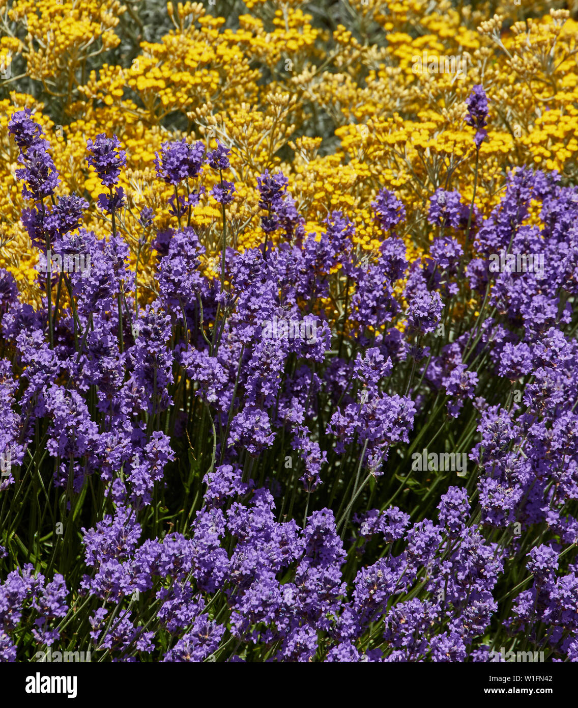 Curry plant and lavender flowering in a urban garden in summer, London ...