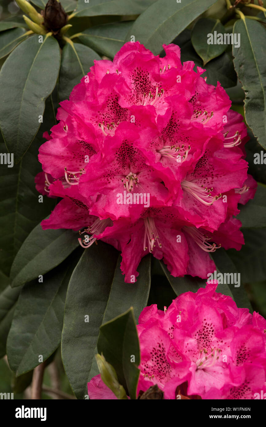 Brightly coloured pink rhododendron shrubs / trees Stock Photo - Alamy