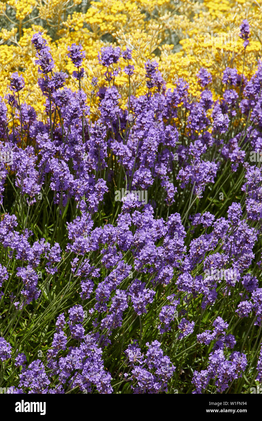 Curry plant and lavender flowering in a urban garden in summer, London ...