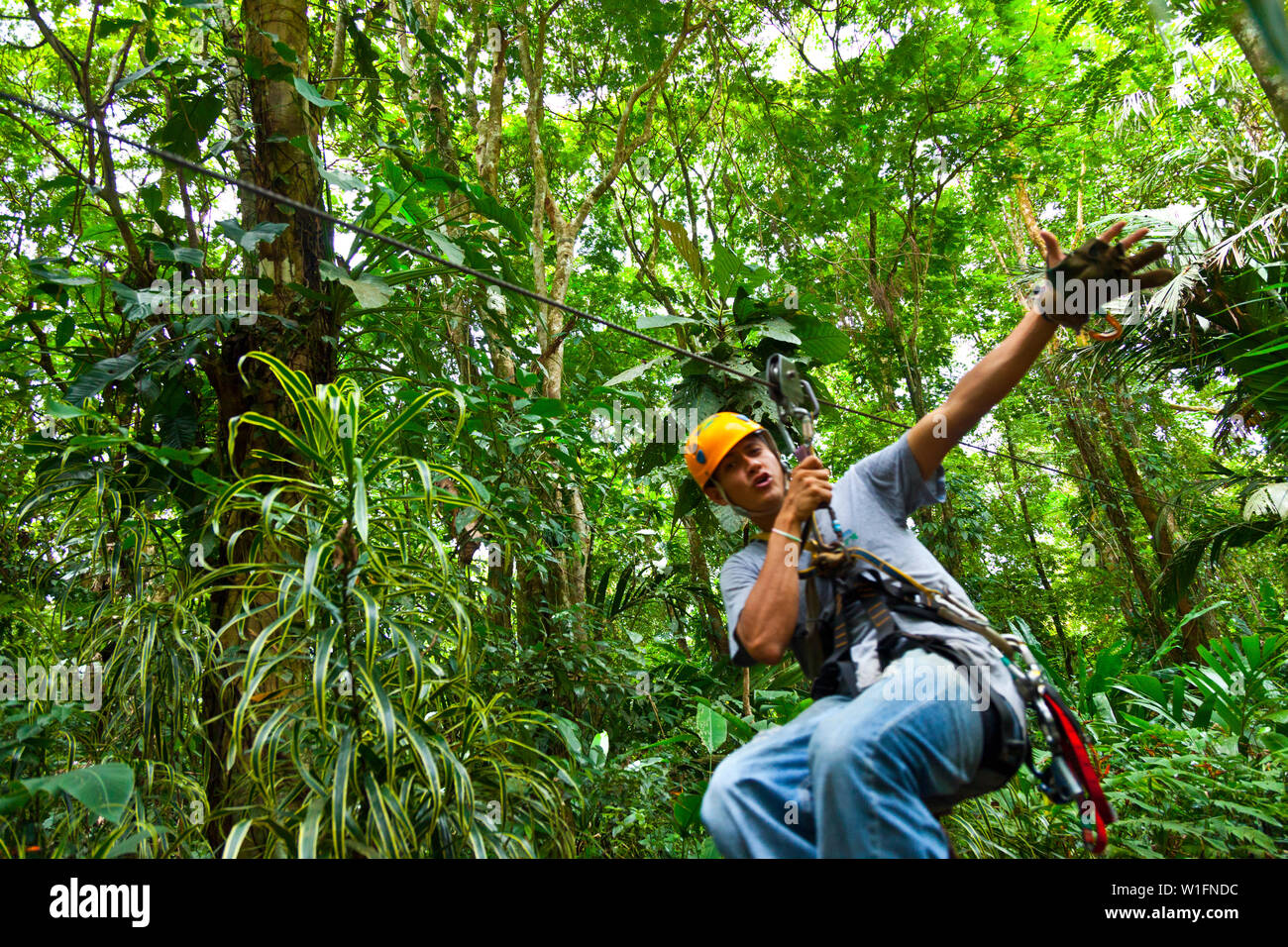Canopy Trail, Tortuguero National Park, Costa Rica, Central America ...