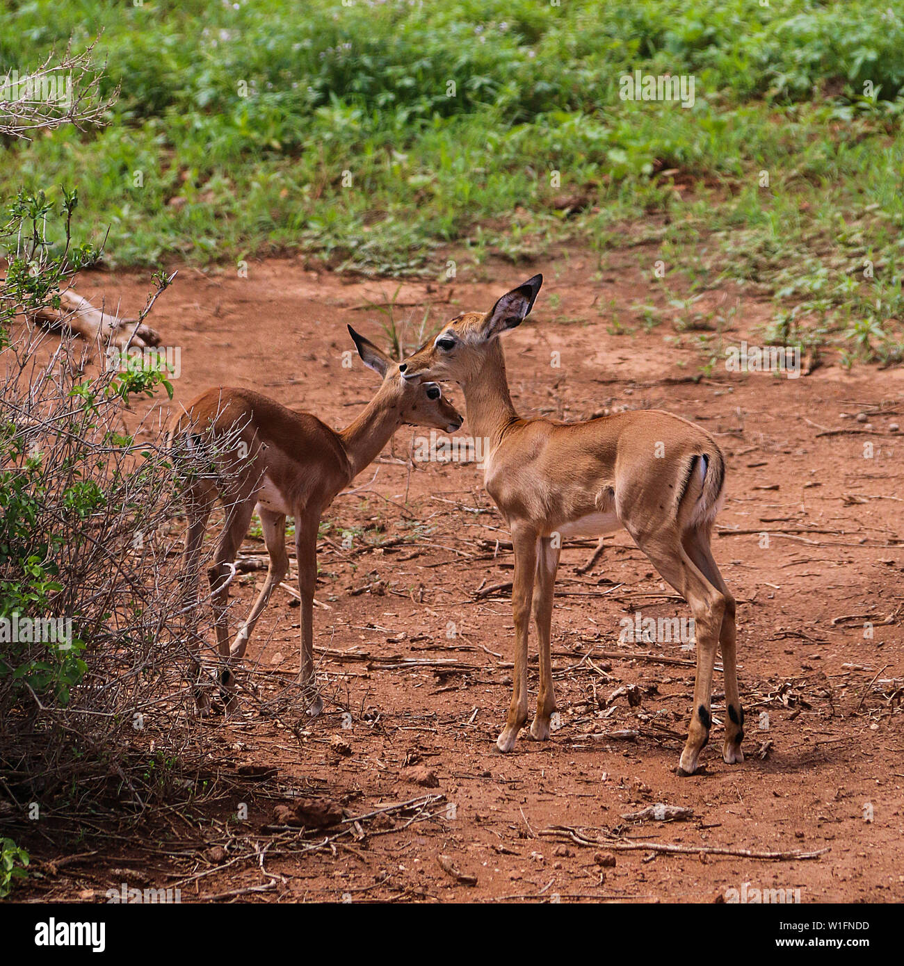 Kirks dik dik kenya east africa hi-res stock photography and images - Alamy