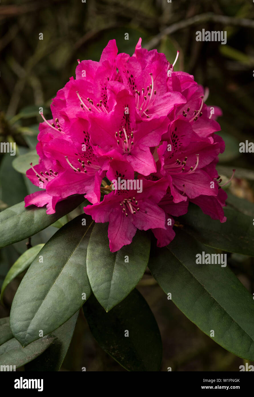 Brightly coloured pink rhododendron shrubs / trees Stock Photo - Alamy