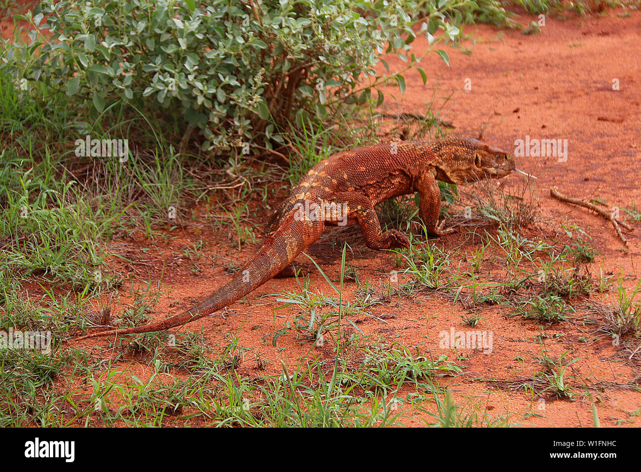 Bright green lizard by river hi-res stock photography and images - Alamy