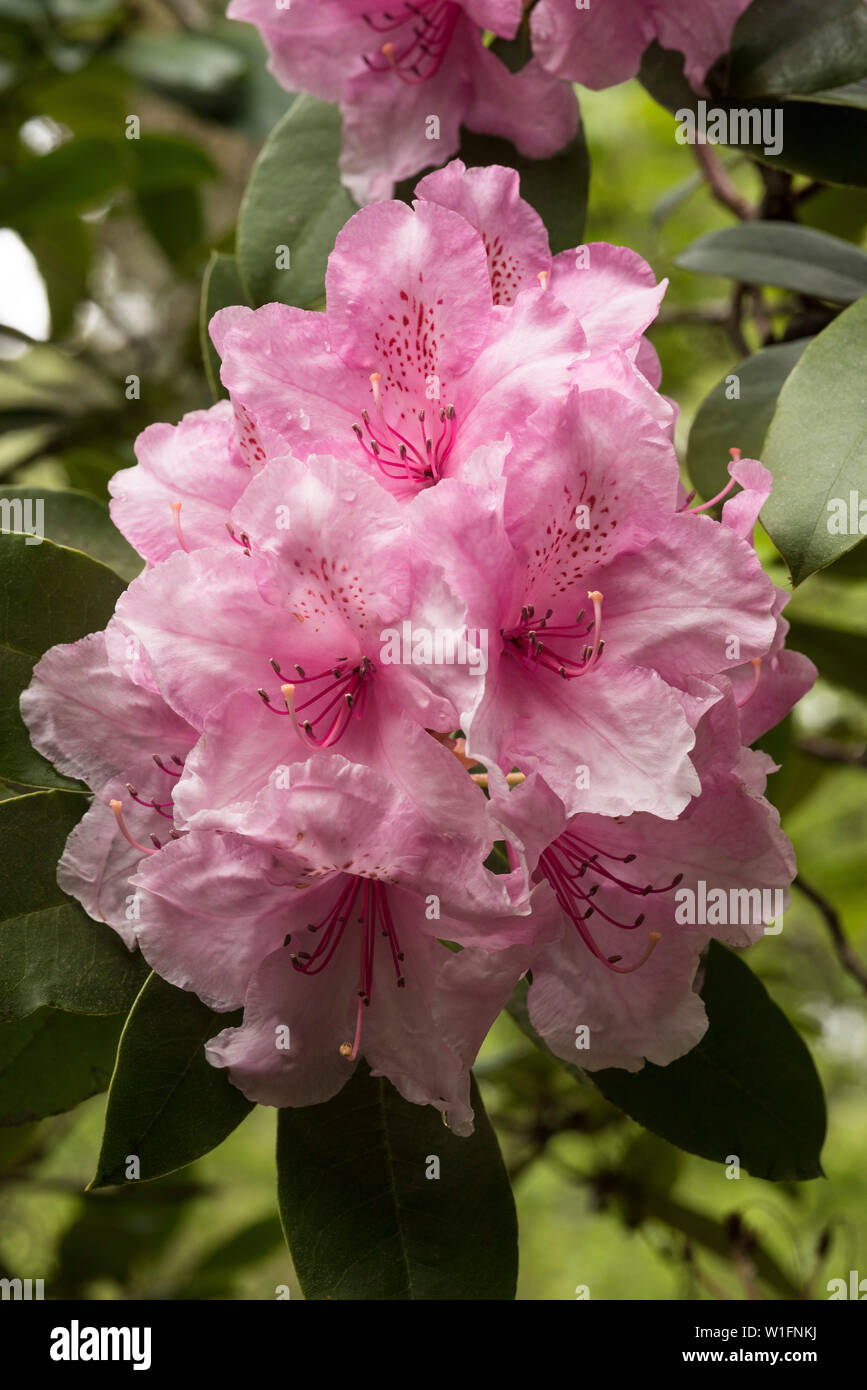 Rhododendron honey hi-res stock photography and images - Alamy