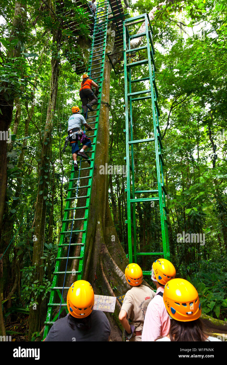 Canopy Trail, Tortuguero National Park, Costa Rica, Central America ...