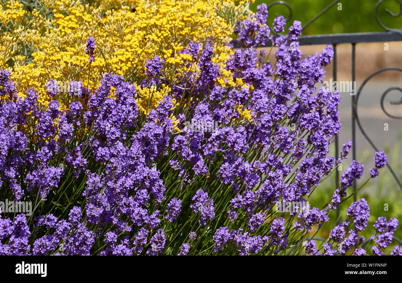 Curry plant and lavender flowering in a urban garden in summer, London ...