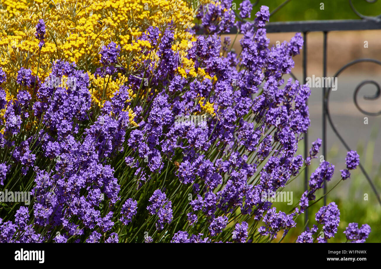 Curry plant and lavender flowering in a urban garden in summer, London ...