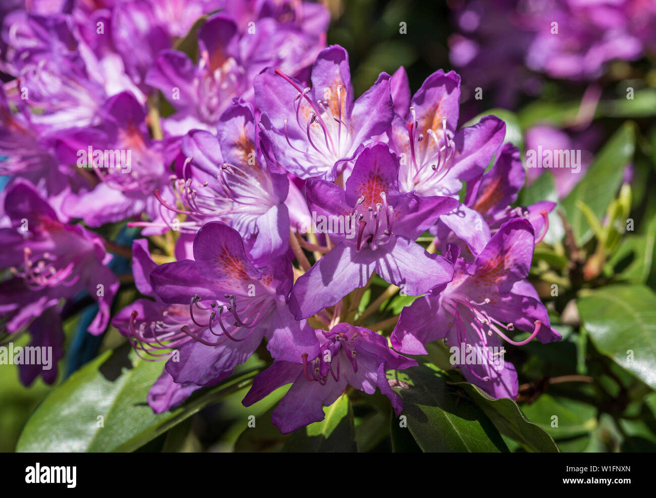 Brightly coloured purple rhododendron shrubs / trees Stock Photo - Alamy