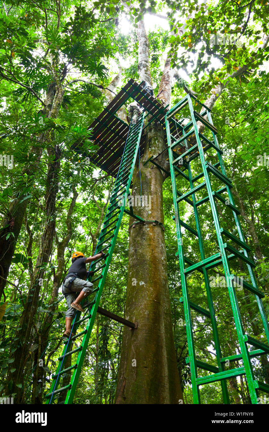 Canopy Trail, Tortuguero National Park, Costa Rica, Central America ...