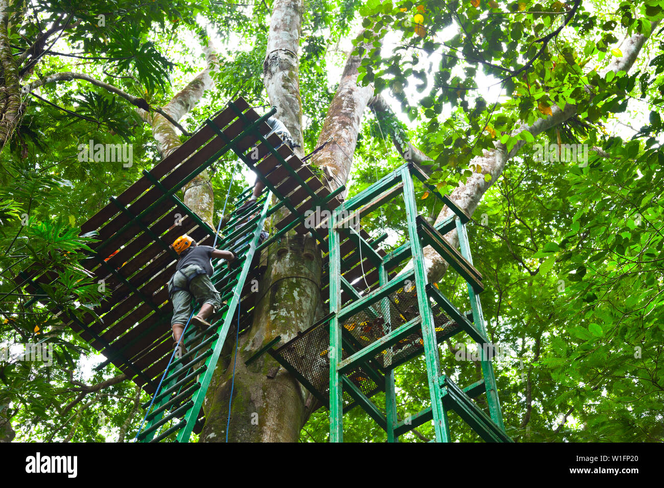 Canopy Trail, Tortuguero National Park, Costa Rica, Central America ...