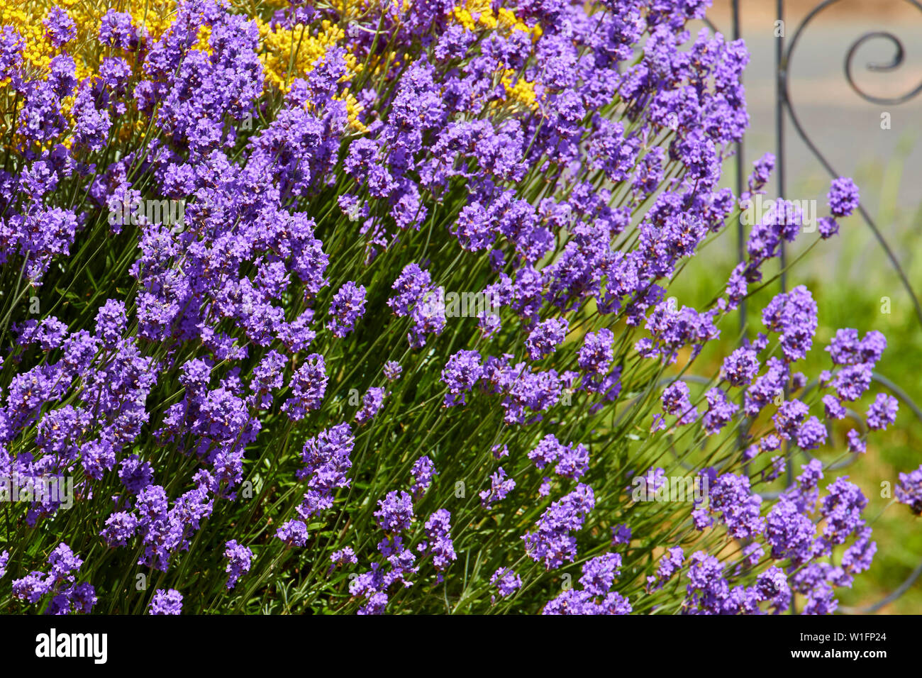 Curry plant and lavender flowering in a urban garden in summer, London ...