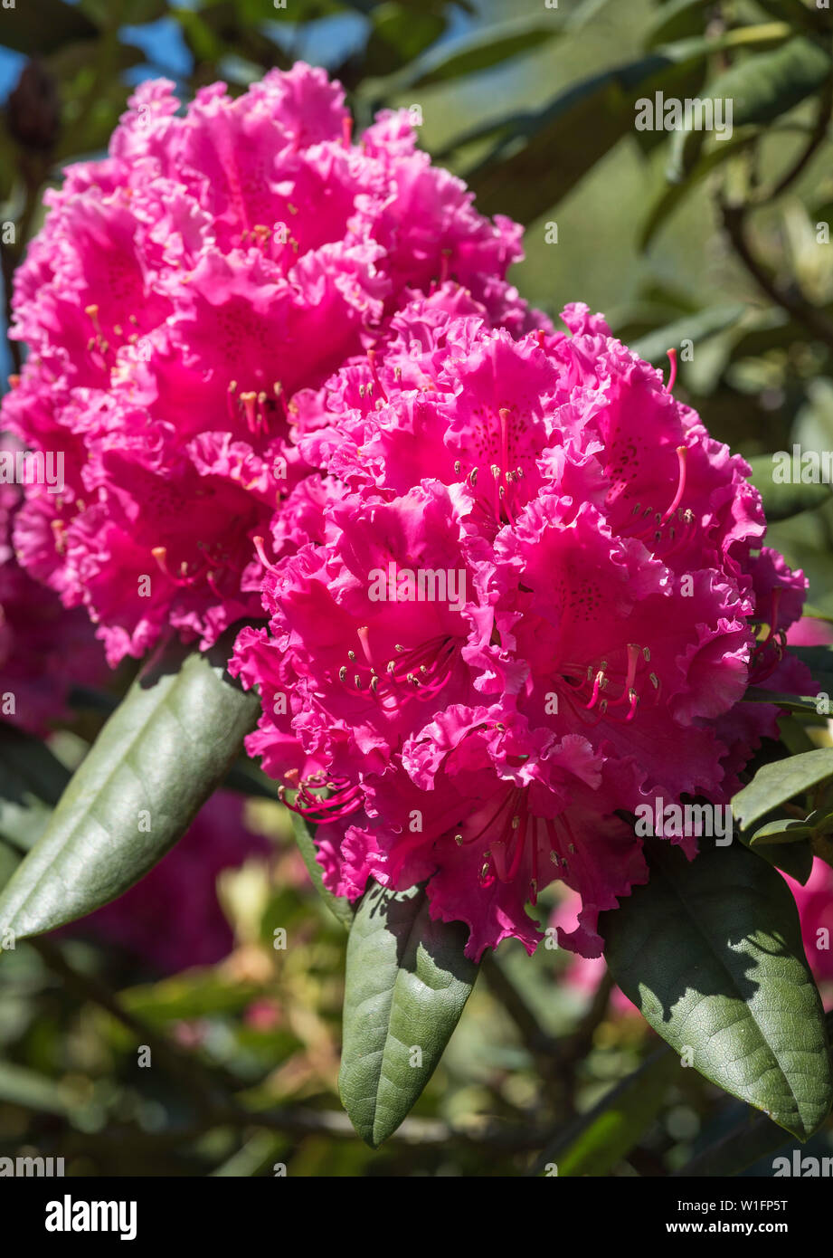 Brightly coloured pink rhododendron shrubs / trees Stock Photo - Alamy