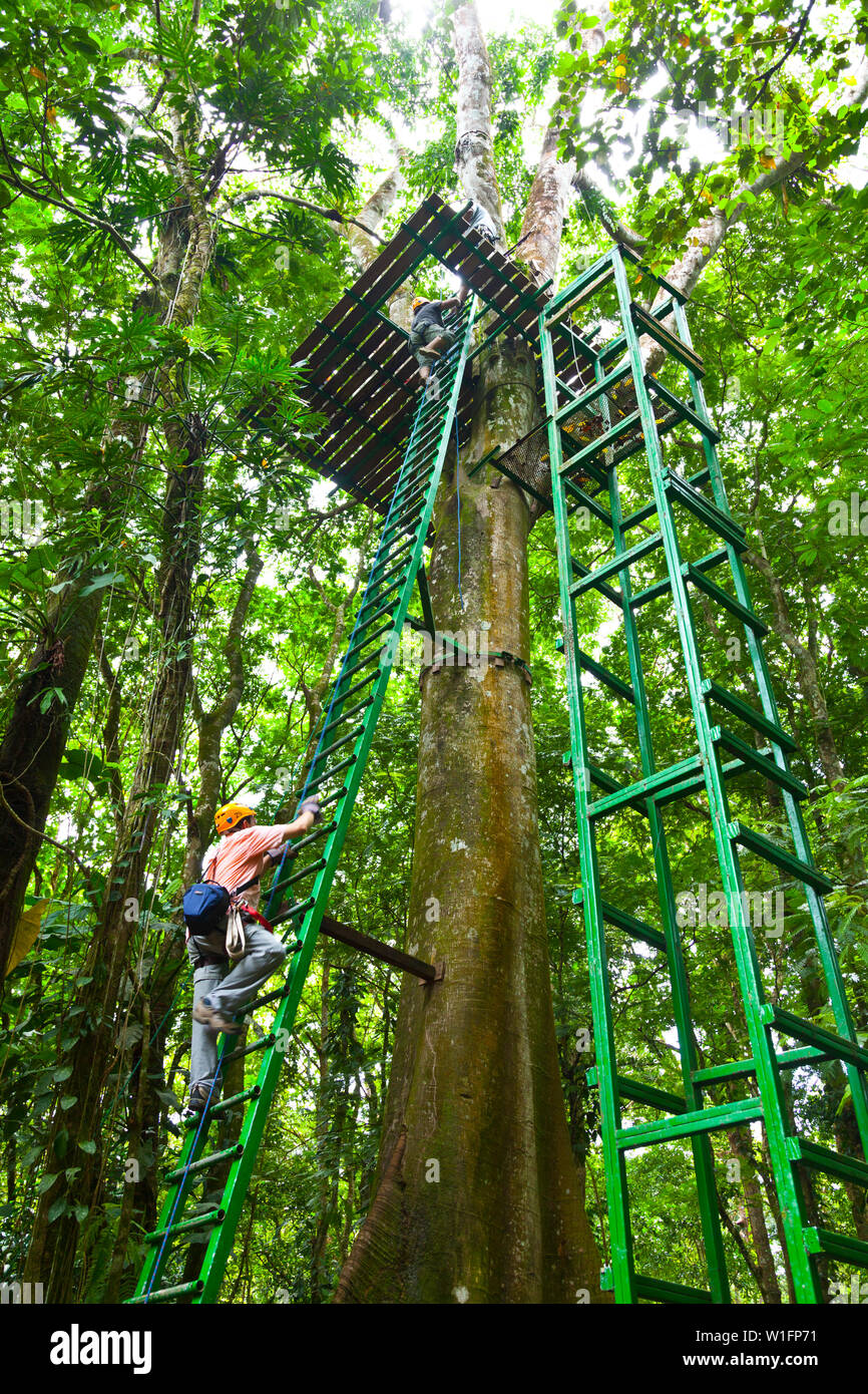 Canopy Trail, Tortuguero National Park, Costa Rica, Central America ...